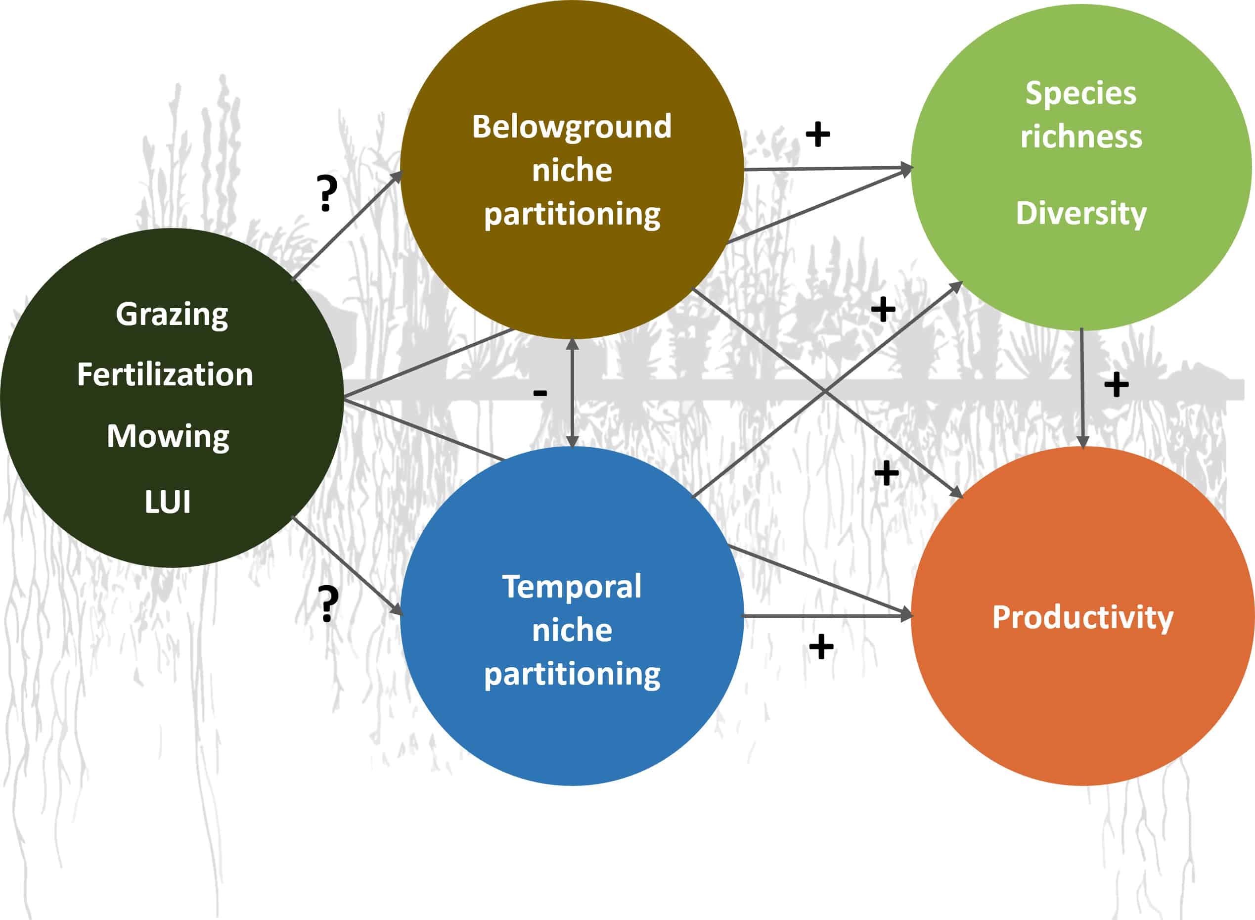 Belowground and temporal niche partitioning along land-use gradients in ... Belowground and temporal niche partitioning along land-use gradients in ...